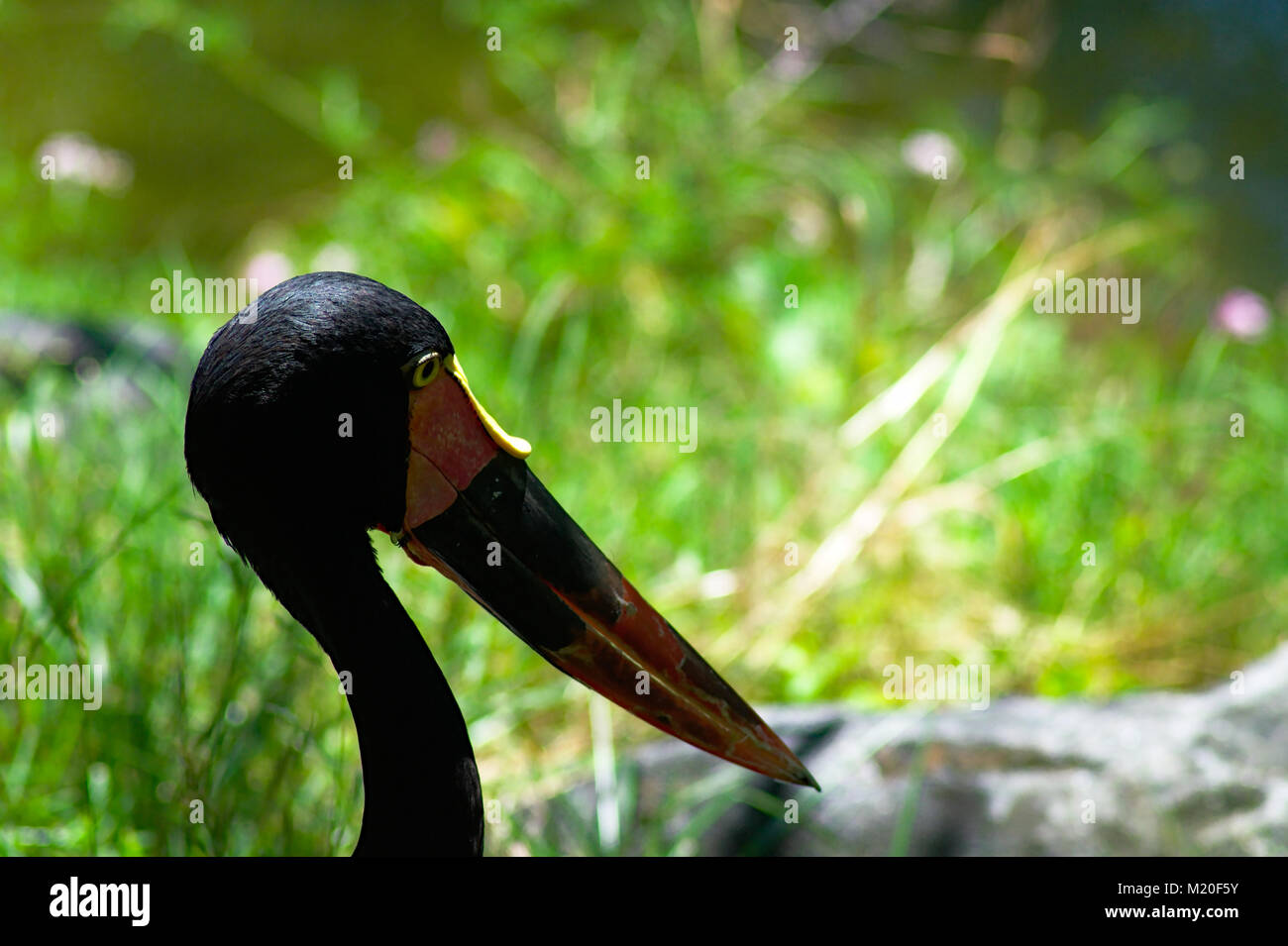 Female Saddle-billed Stork Stock Photo - Alamy