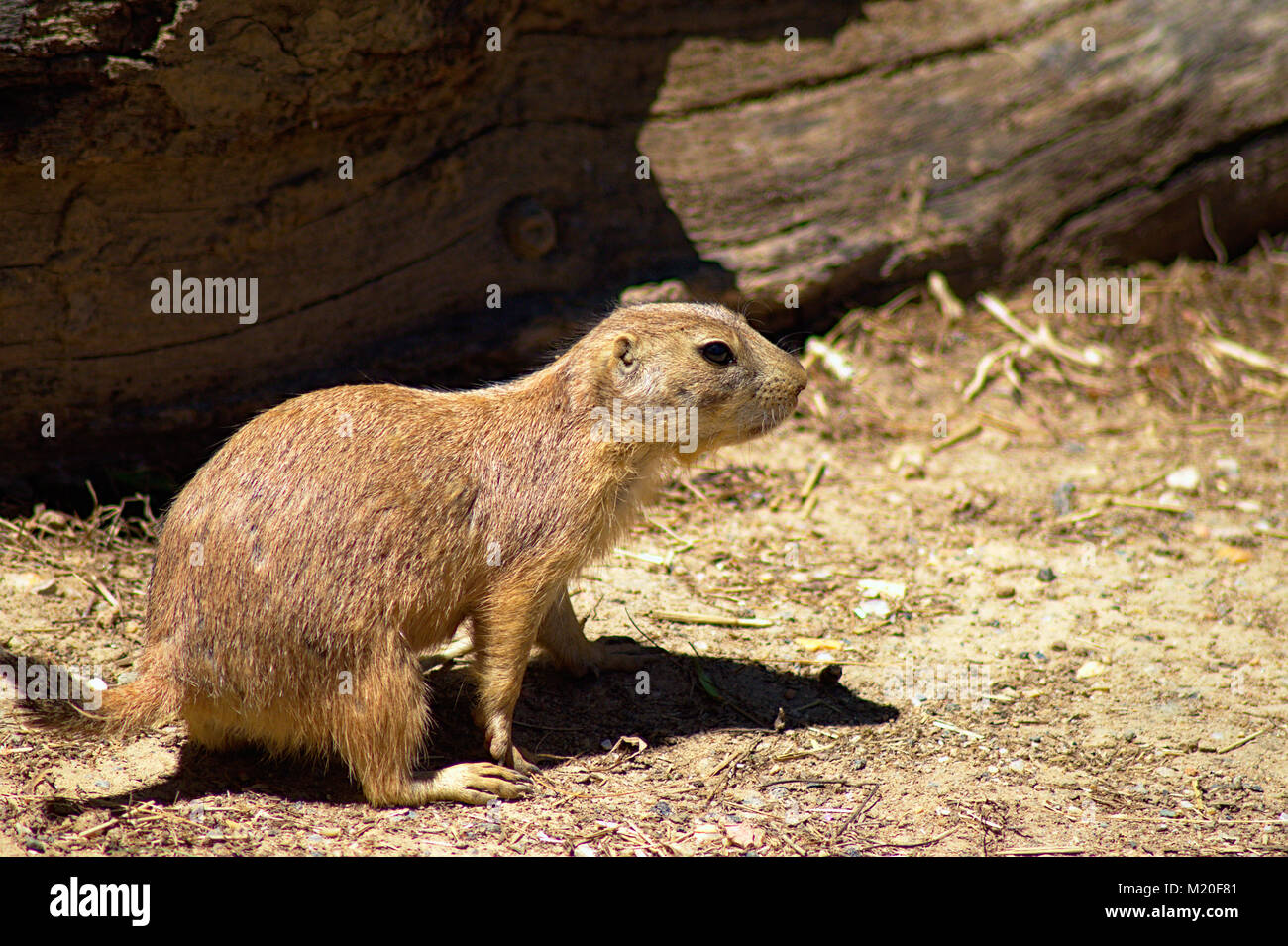 Mexican prairie dogs hi-res stock photography and images - Alamy