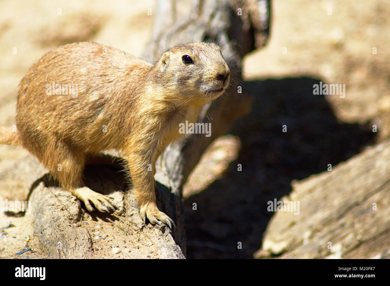 Mexican prairie dogs hi-res stock photography and images - Alamy