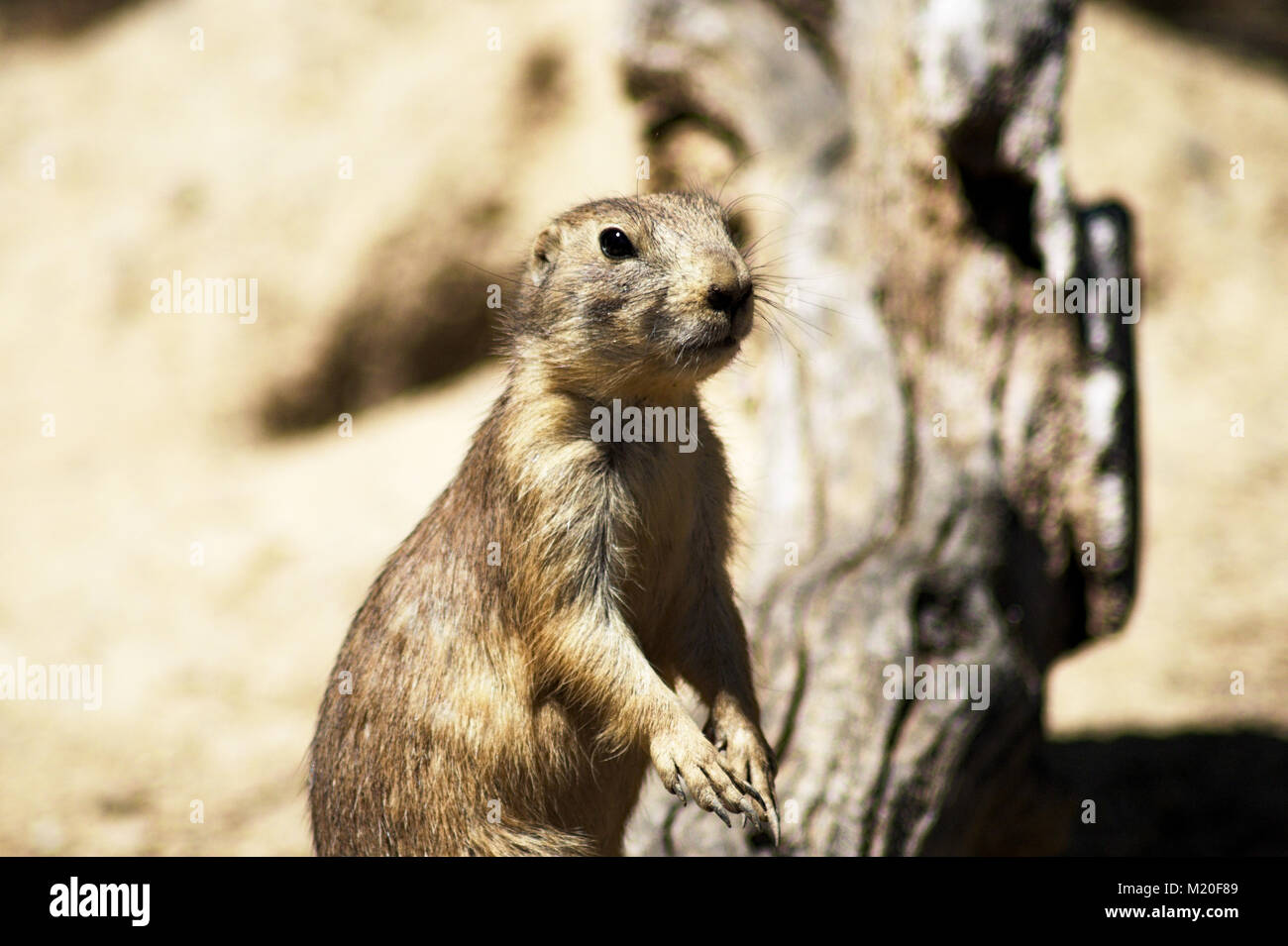 Mexican prairie dogs hi-res stock photography and images - Alamy