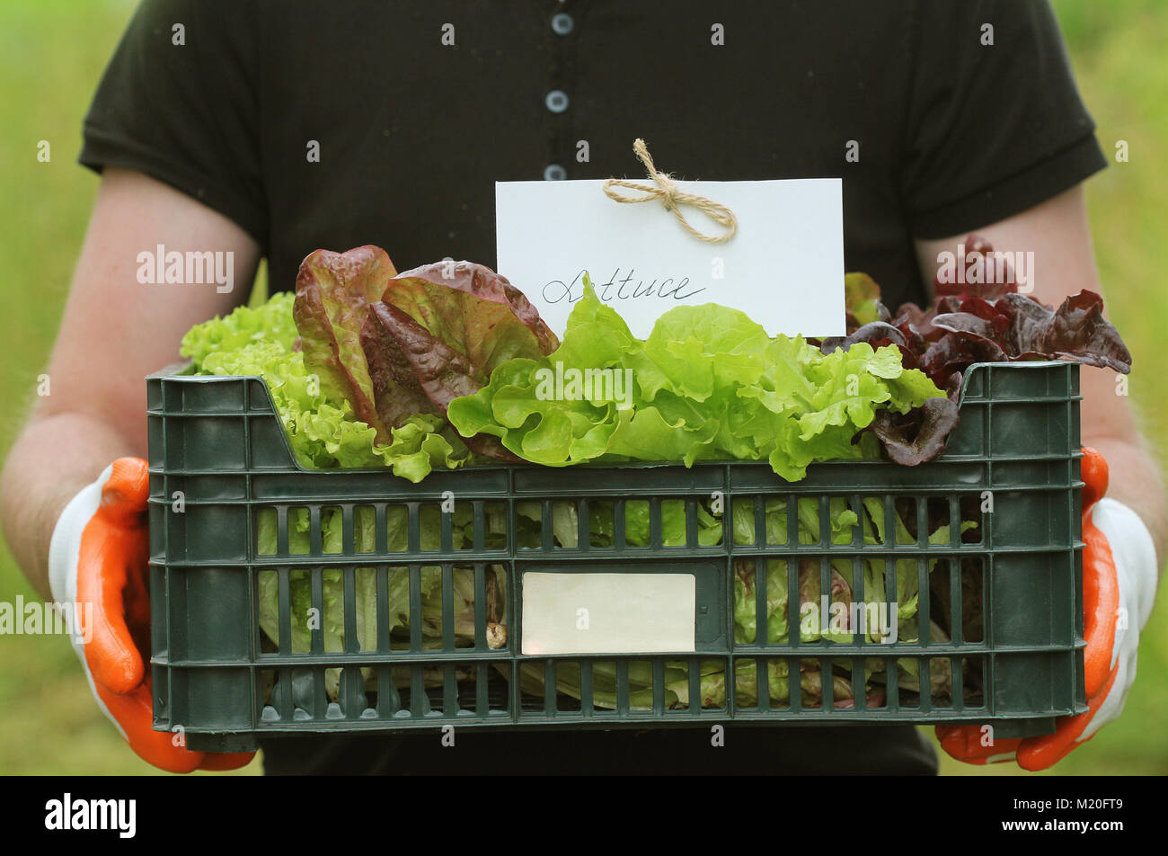 Fresh raw lettuce packed in plastic box ready to sale .Farmer holding ...