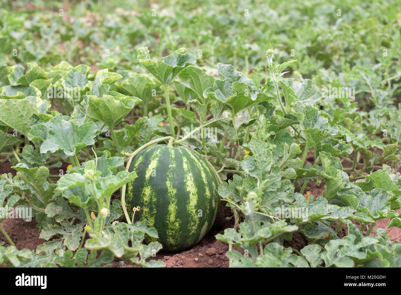 Watermelon vine hi-res stock photography and images - Alamy