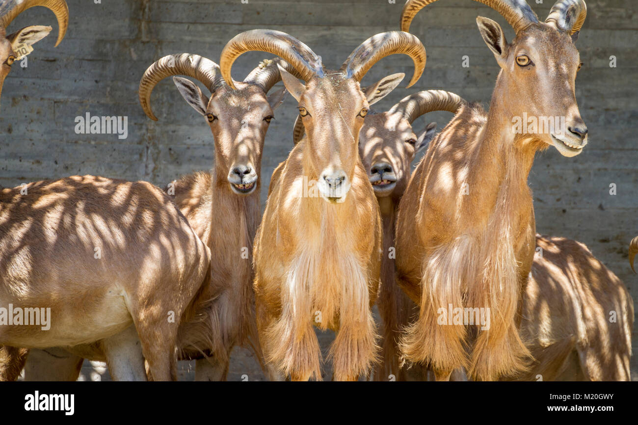 Ibex, group of mountain goats, Family mammals with large horns Stock ...