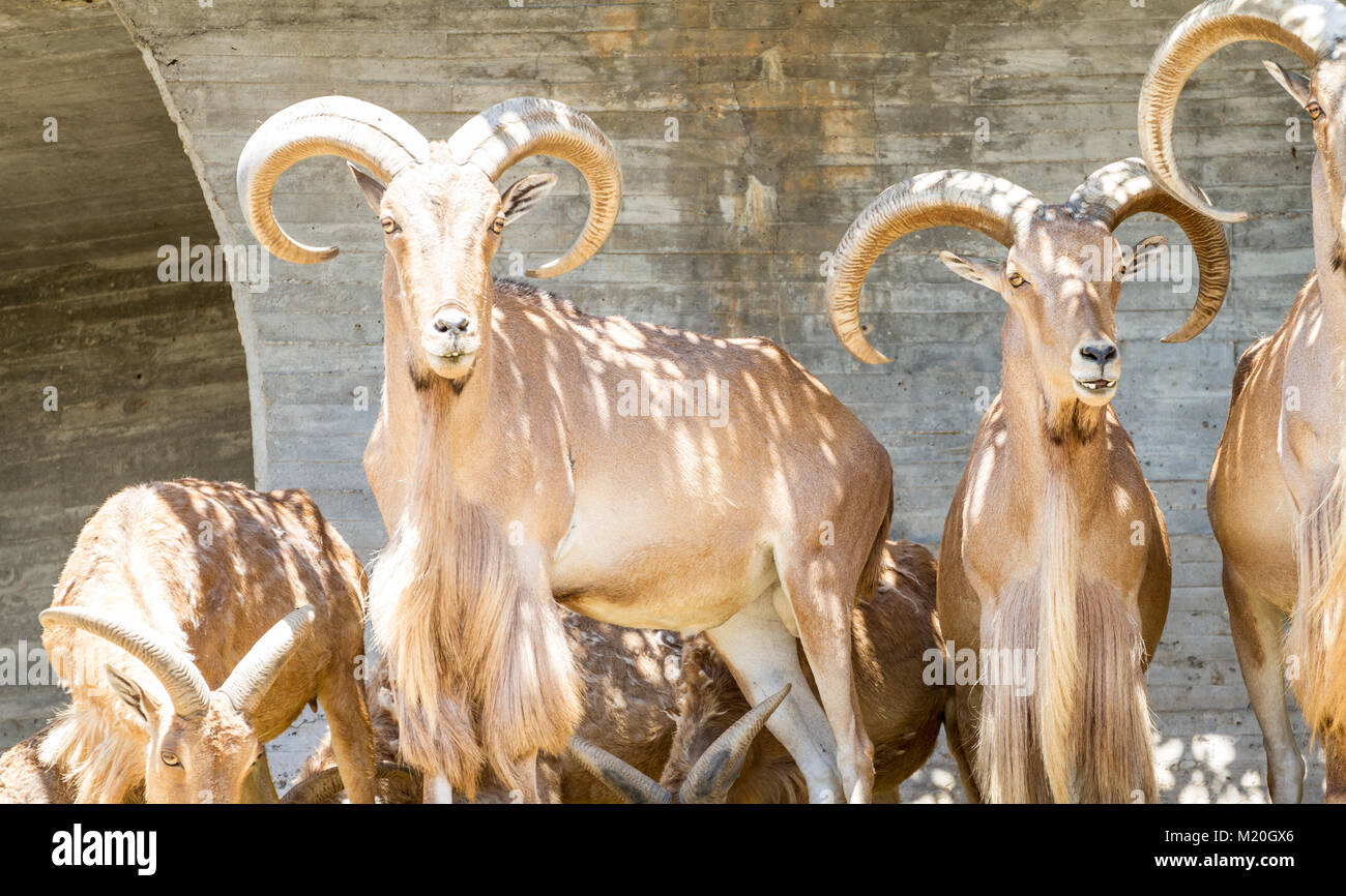 Nature, group of mountain goats, Family mammals with large horns Stock ...
