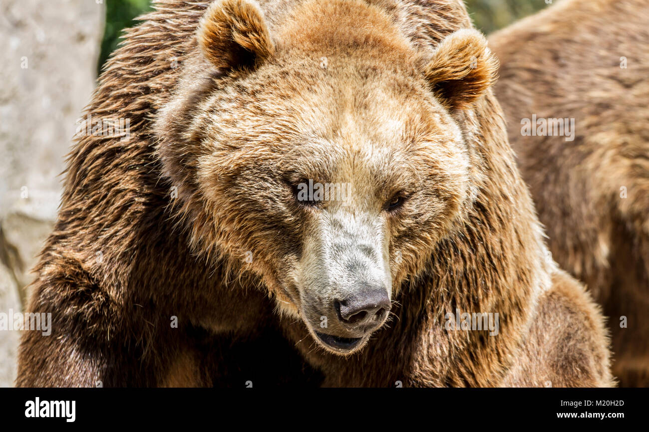 Predator, beautiful and furry brown bear, mammal Stock Photo - Alamy
