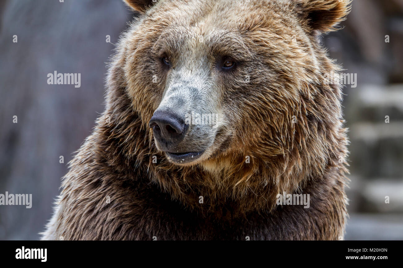 Dangerous Predator, beautiful and furry brown bear, mammal Stock Photo ...