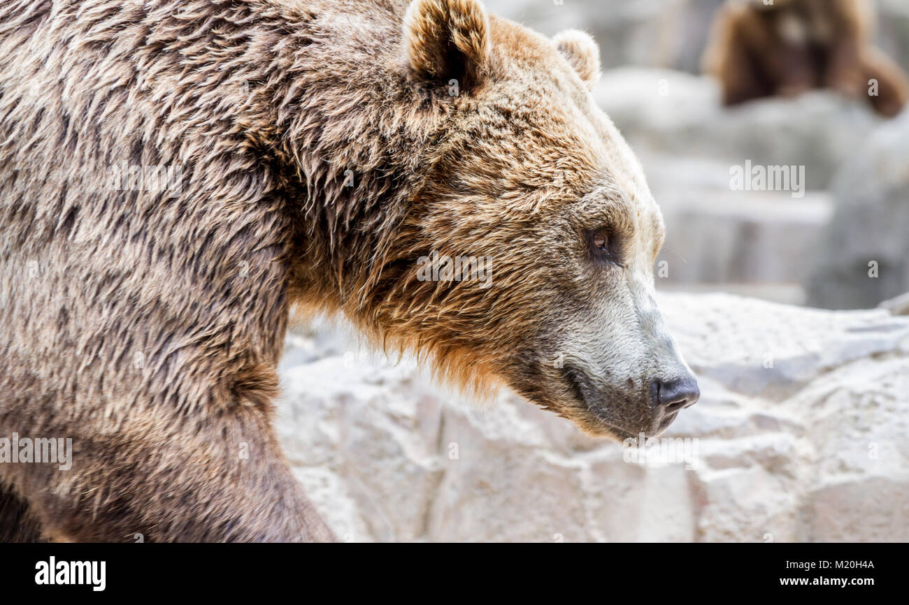 Predator, beautiful and furry brown bear, mammal Stock Photo - Alamy