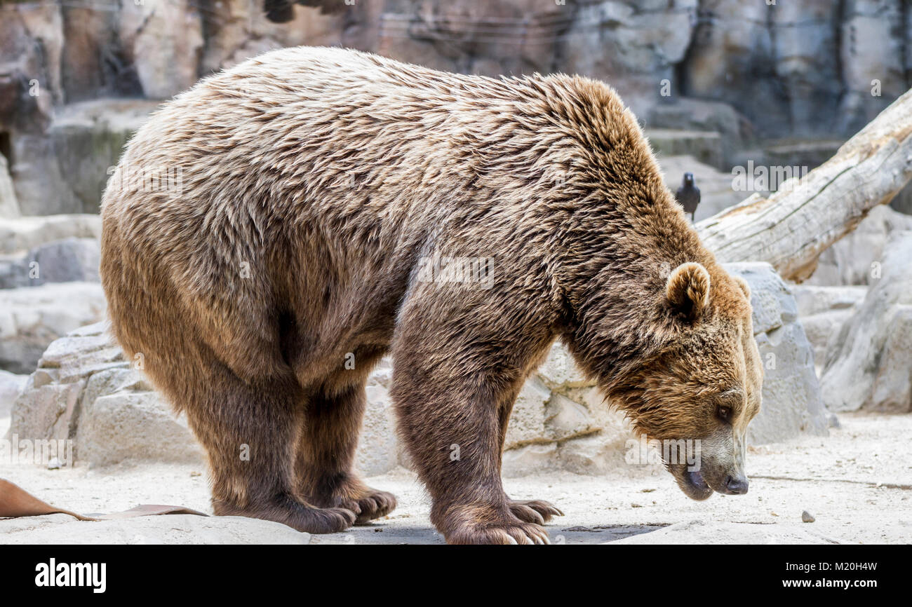 Dangerous Predator, beautiful and furry brown bear, mammal Stock Photo ...