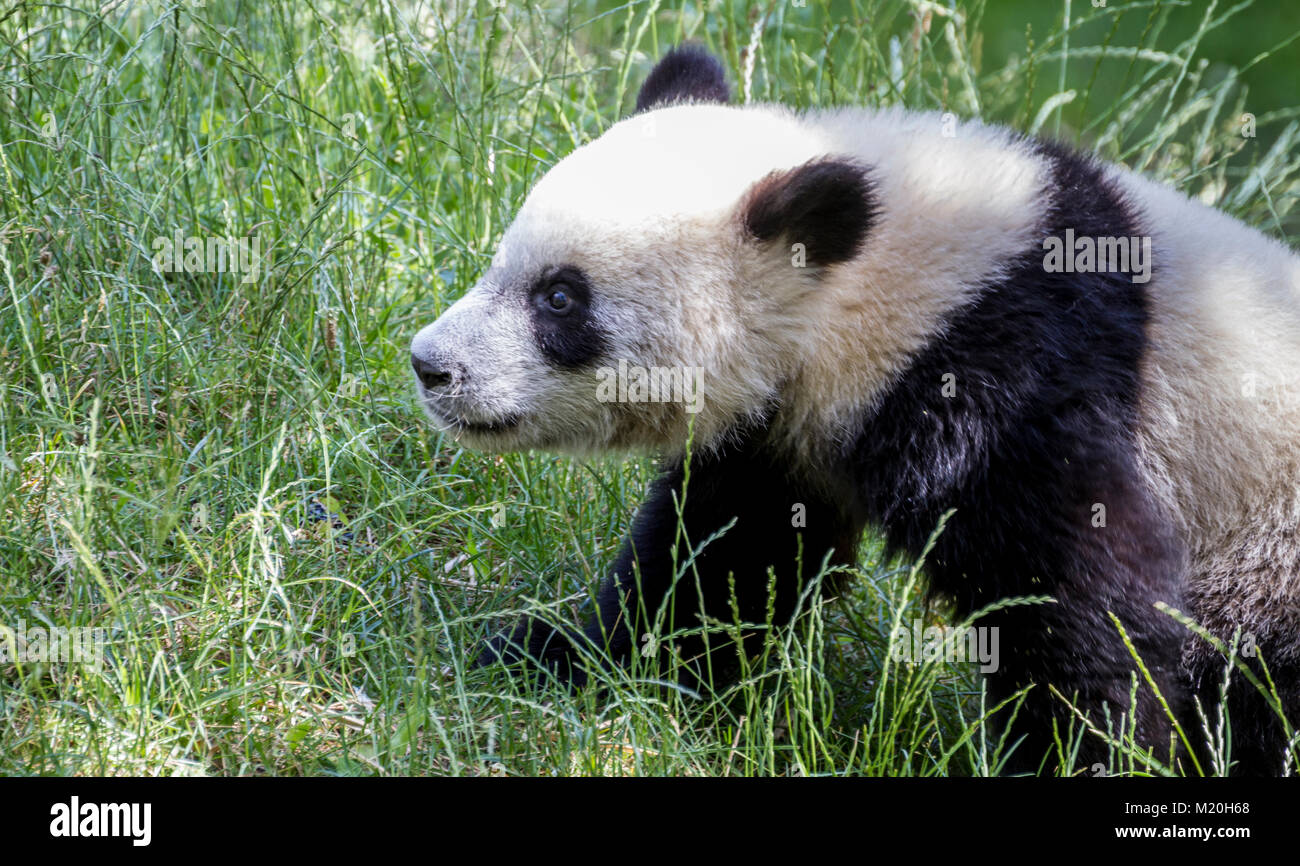 beautiful panda bear playing on flowers and branches of trees in a zoo ...