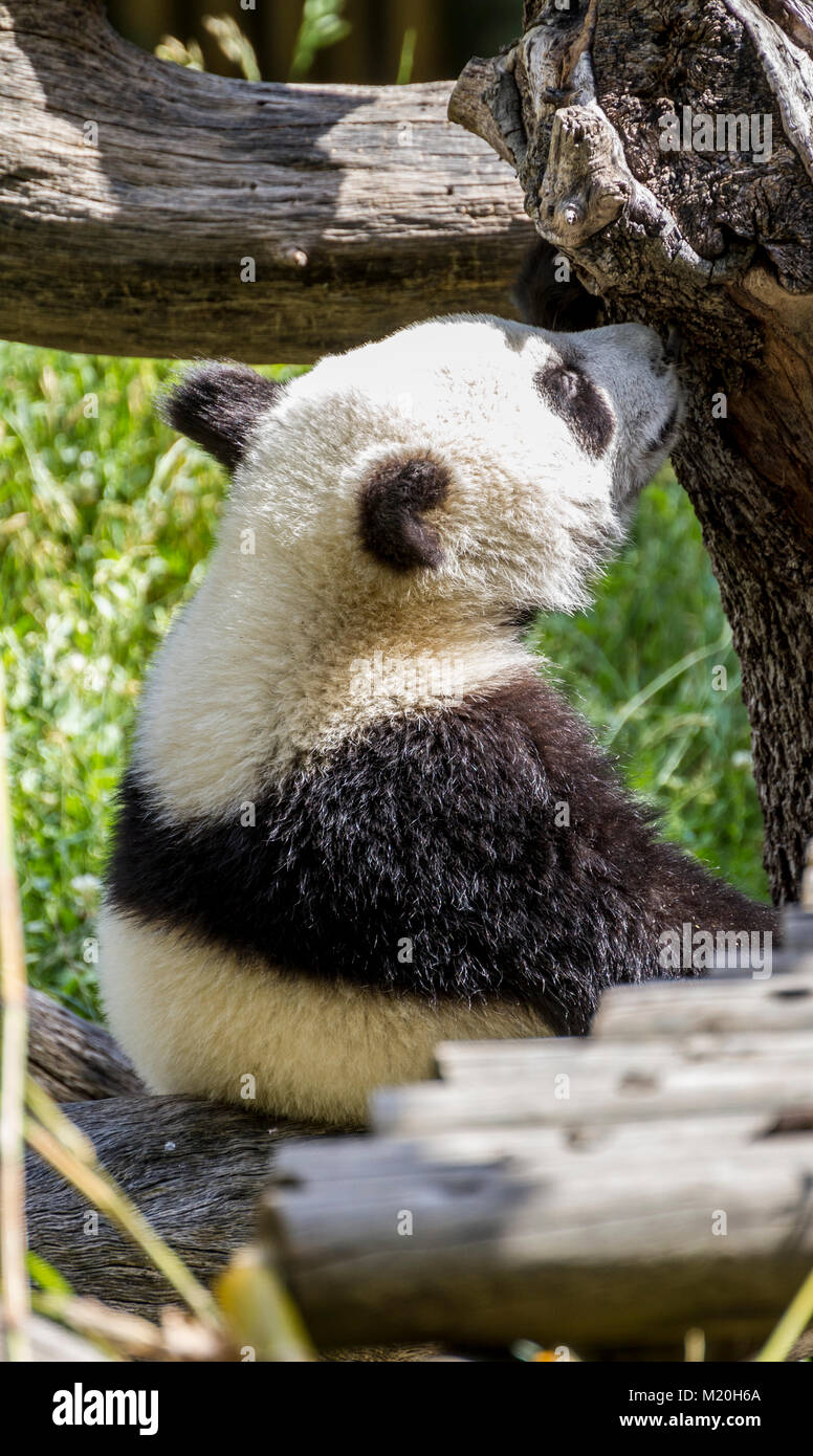 beautiful panda bear playing on flowers and branches of trees in a zoo ...