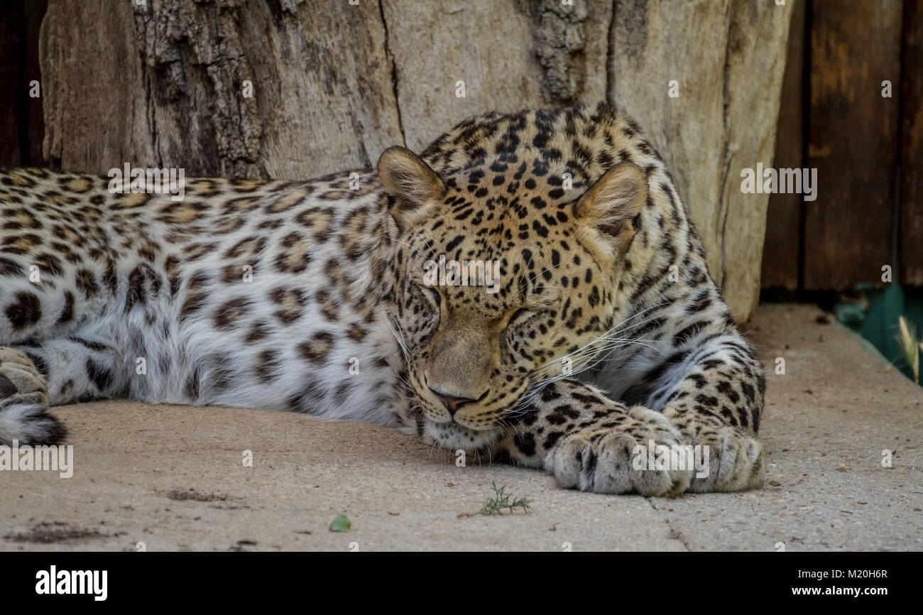 Wild, Powerful leopard resting, wildlife mammal with spot skin Stock ...