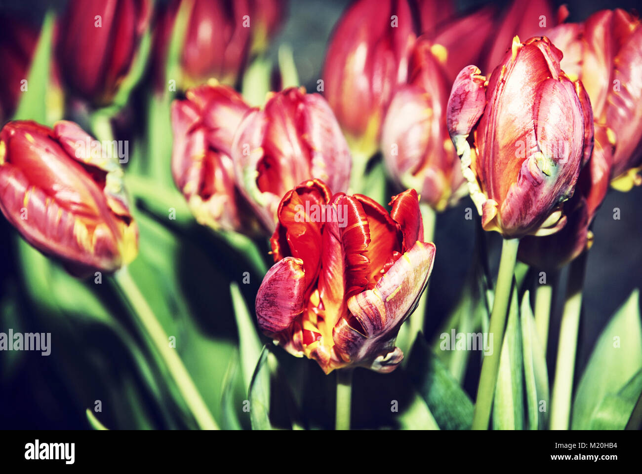 Beautiful red tulips in the garden. Spring theme. Seasonal natural ...