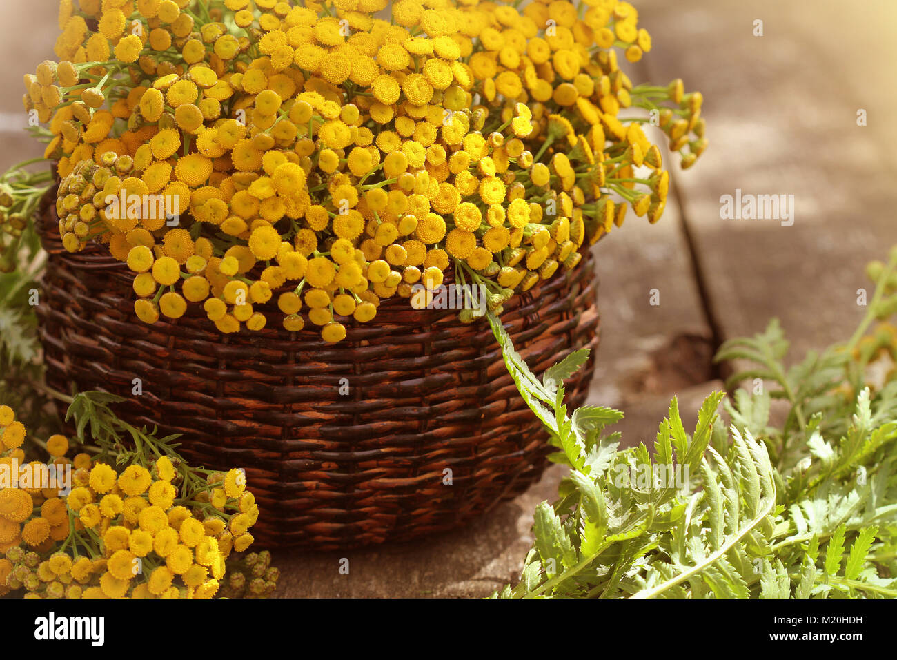 Tansy Tanacetum - perennial herbaceous plants Compositae Asteraceae ...