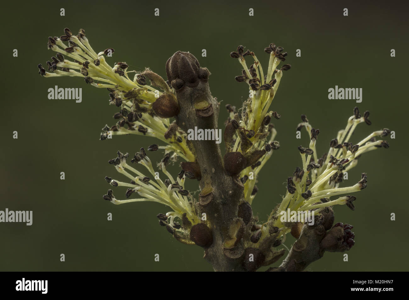 Fraxinus angustifolia hi-res stock photography and images - Alamy