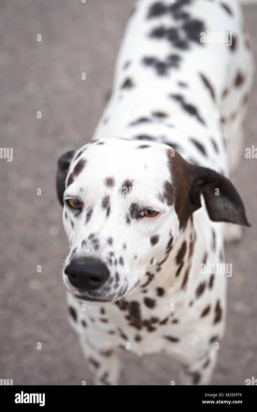 Dalmation portrait hi-res stock photography and images - Alamy