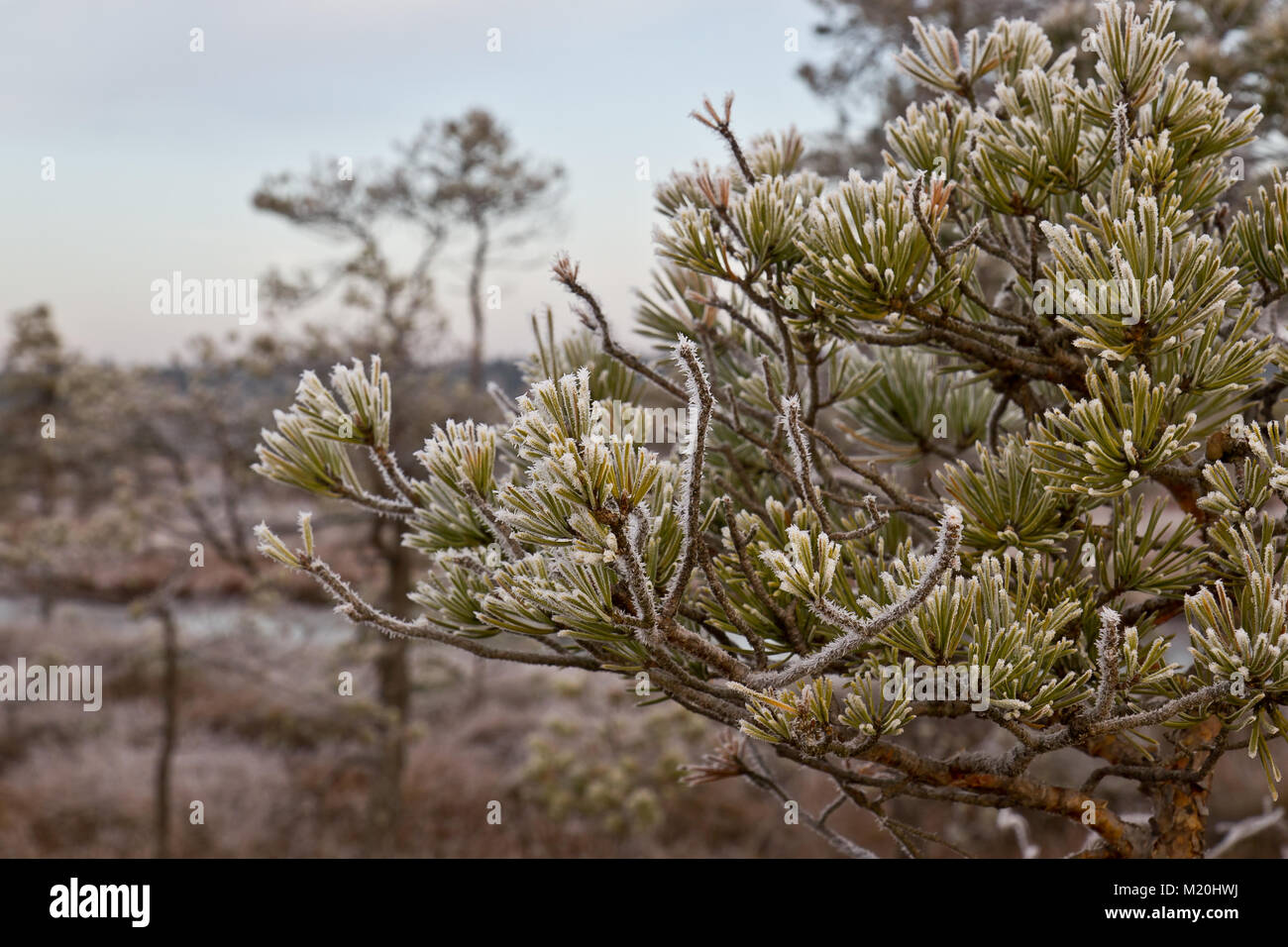 Pine trees in Ķemeri national park, Latvia Stock Photo - Alamy