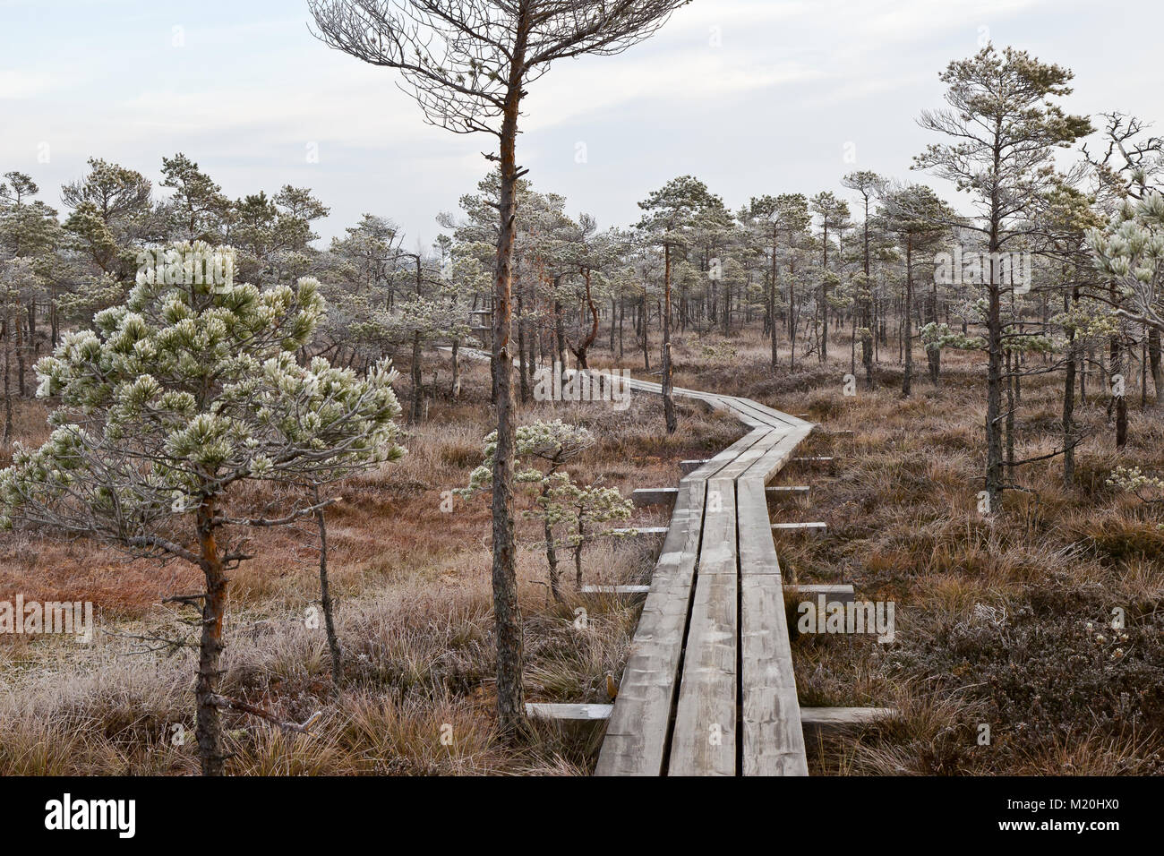 Great Kemeri Bog Boardwalk, Latvia Stock Photo - Alamy