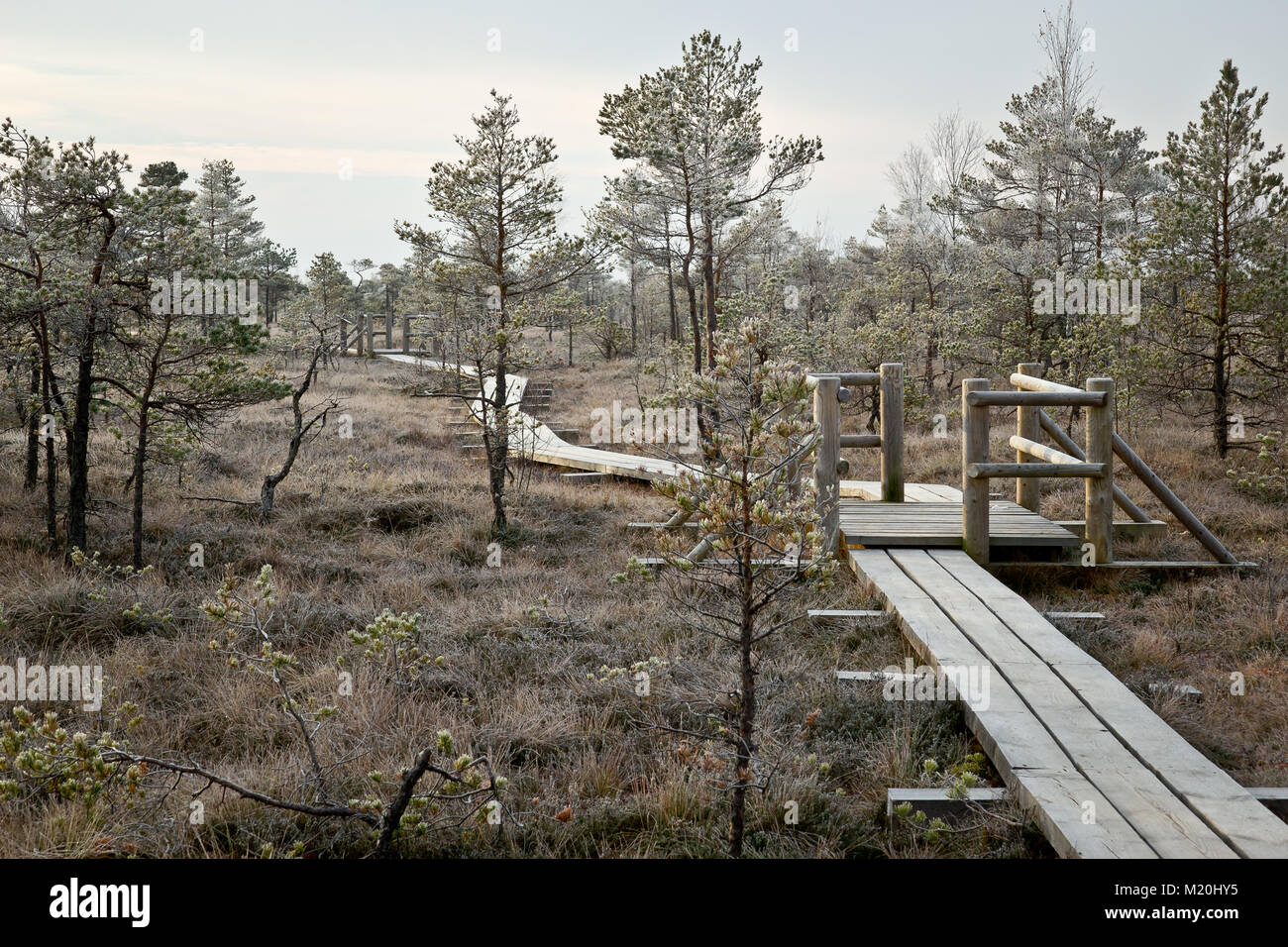 Great Kemeri Bog Boardwalk, Latvia Stock Photo - Alamy