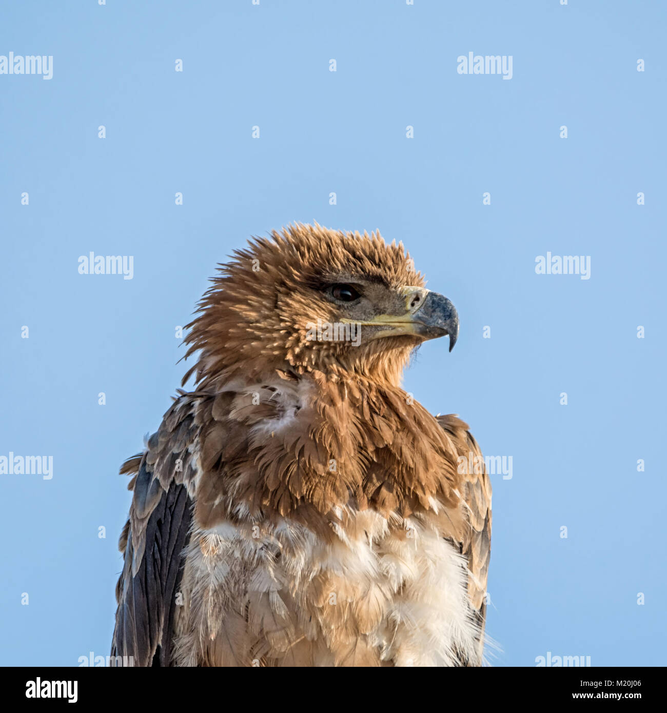 African Tawny Eagles Stock Photos & African Tawny Eagles Stock Images ...