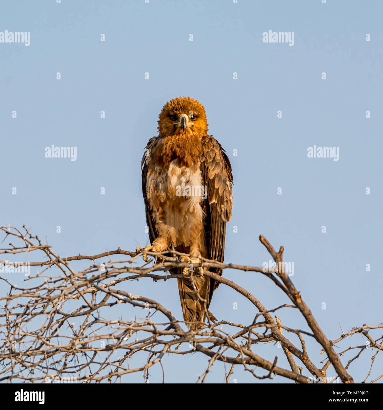 A juvenile Tawny Eagle perched in a tree in Namibian savanna Stock ...