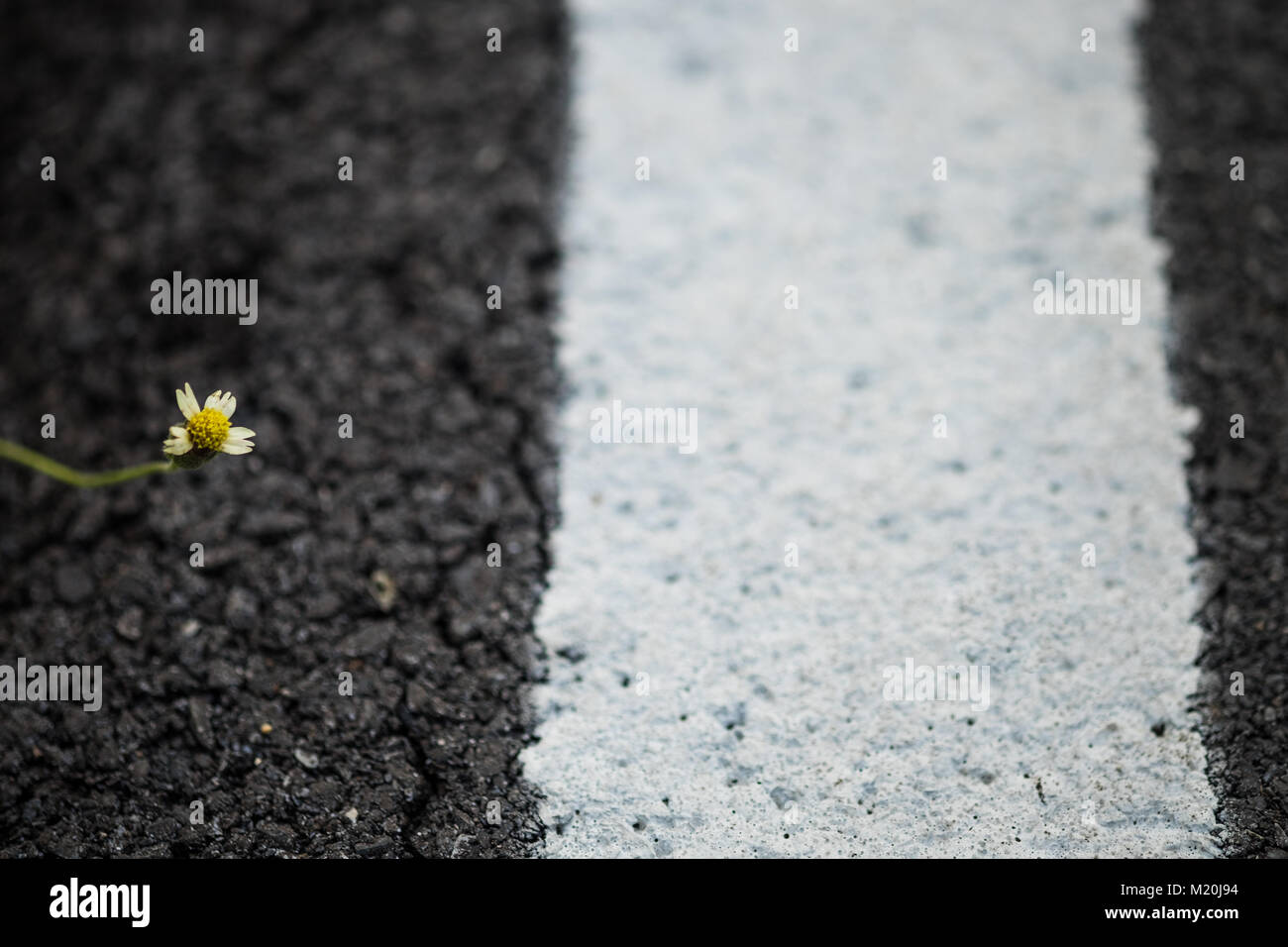 Flower on the asphalt floor Stock Photo - Alamy
