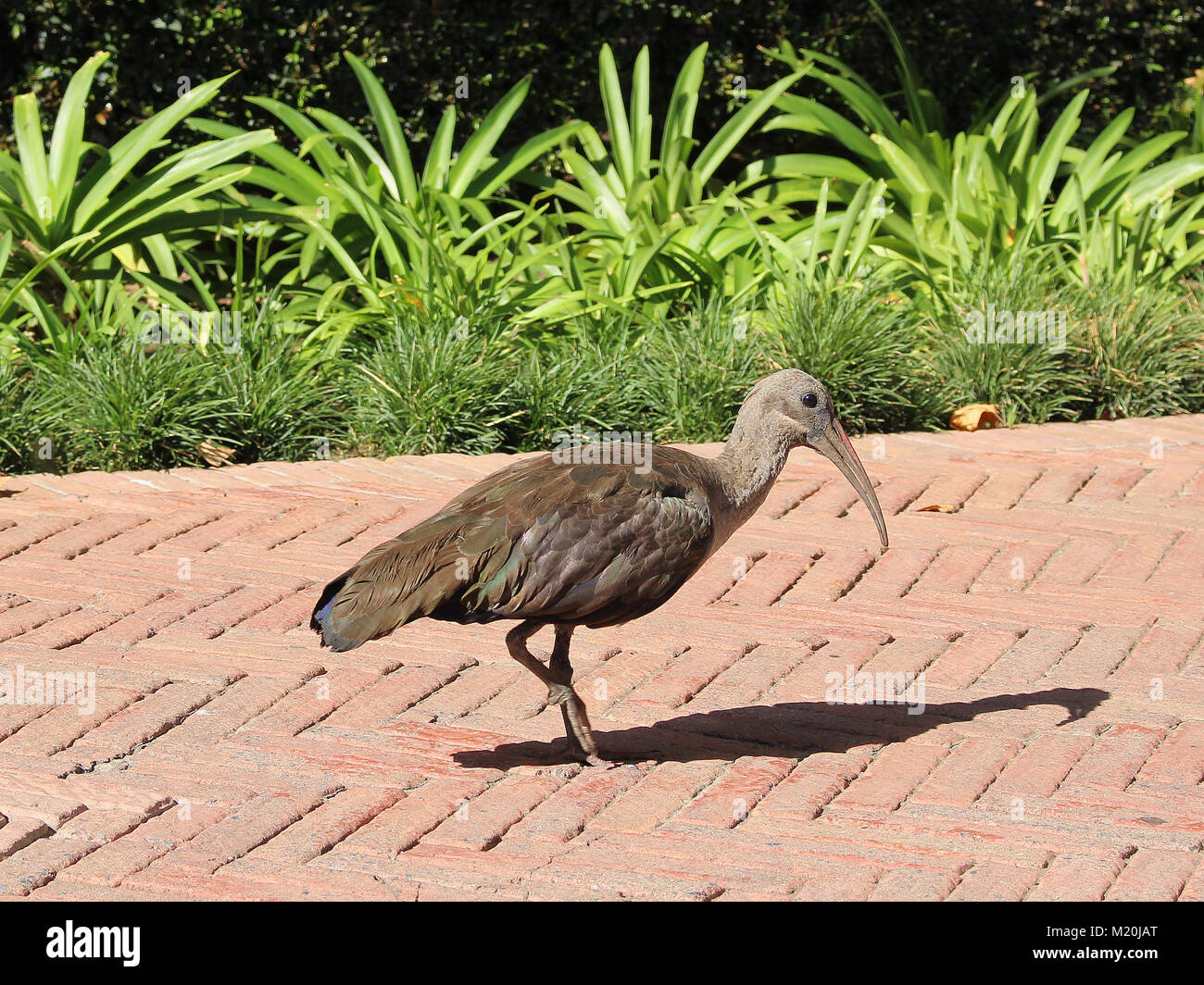The hadada or hadeda ibis (Bostrychia hagedash Stock Photo - Alamy