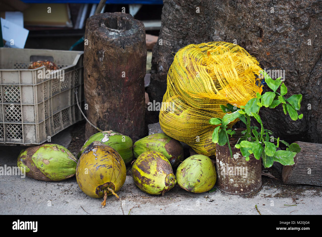 Coconut fruits cuba hi-res stock photography and images - Alamy