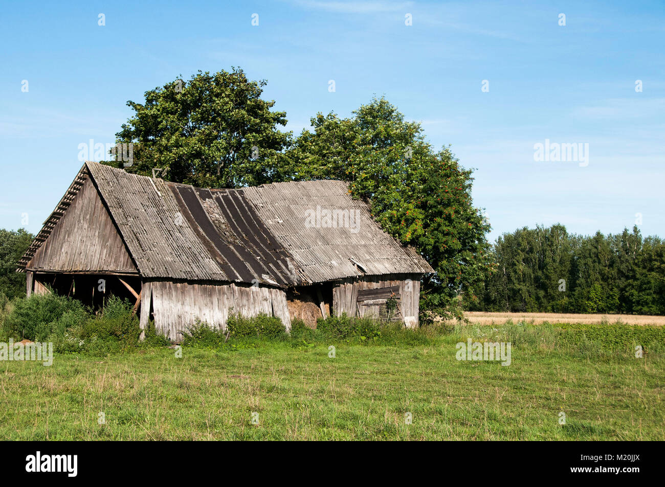 Old wooden derelict barn in a field in Latvia .Eastern Europe Stock ...