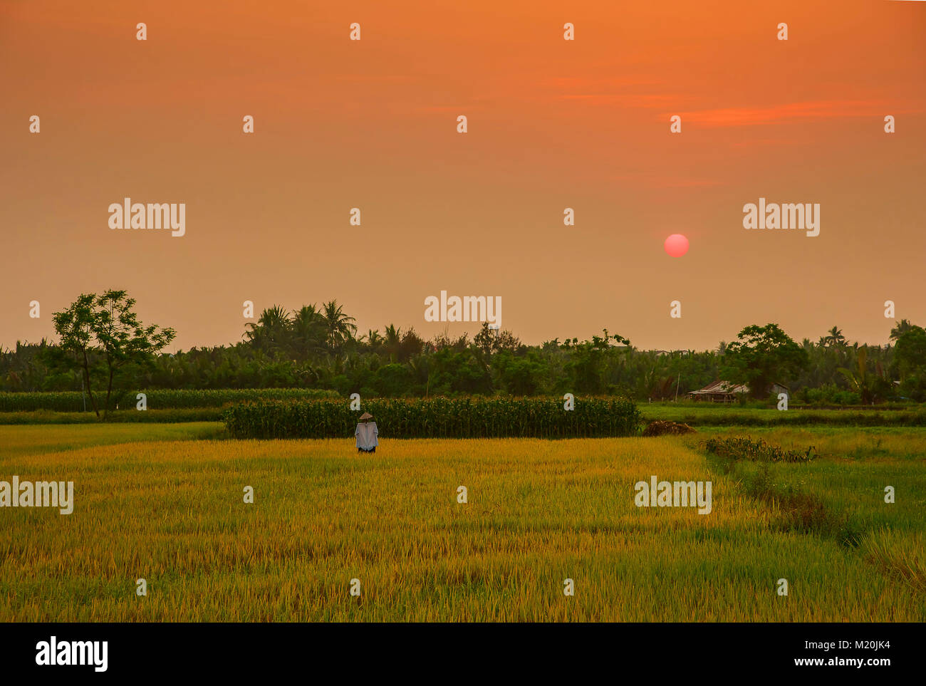 Vietnamese rice field in Hoi An with sunset view Stock Photo - Alamy