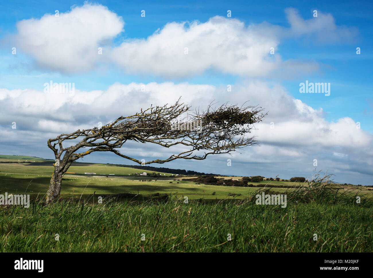 A windswept tree growing on the south downs way east Sussex England UK ...