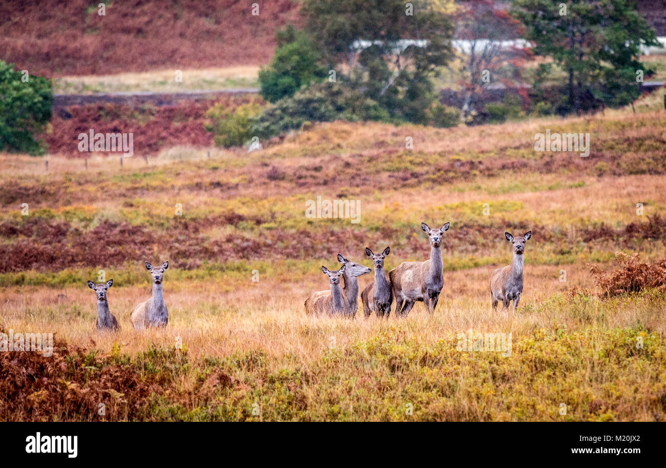 Wild roaming red deer hinds in the rain Scottish Highlands Scotland ...