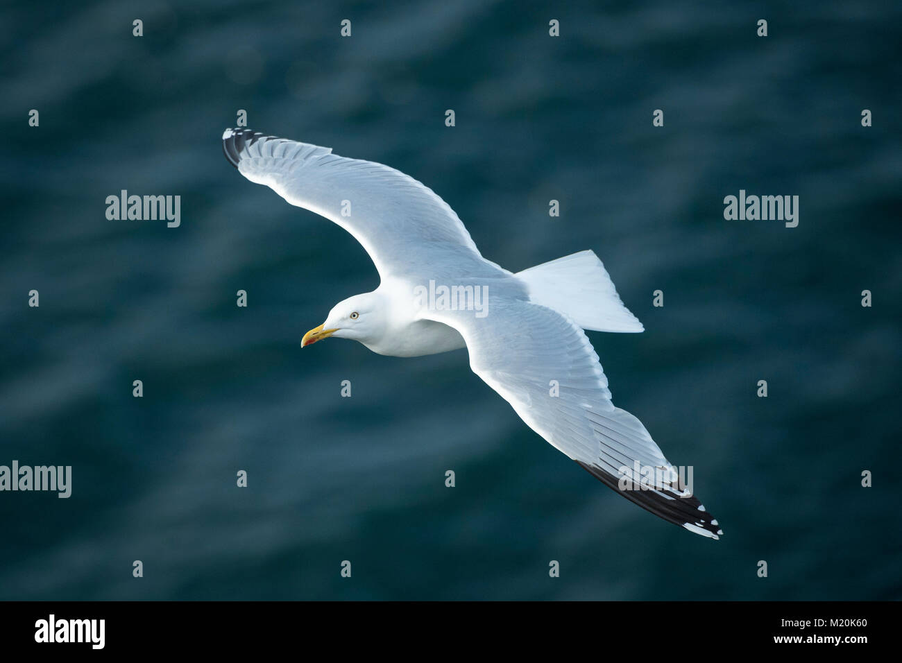 Close-up high view of herring gull flying & soaring over North Sea ...