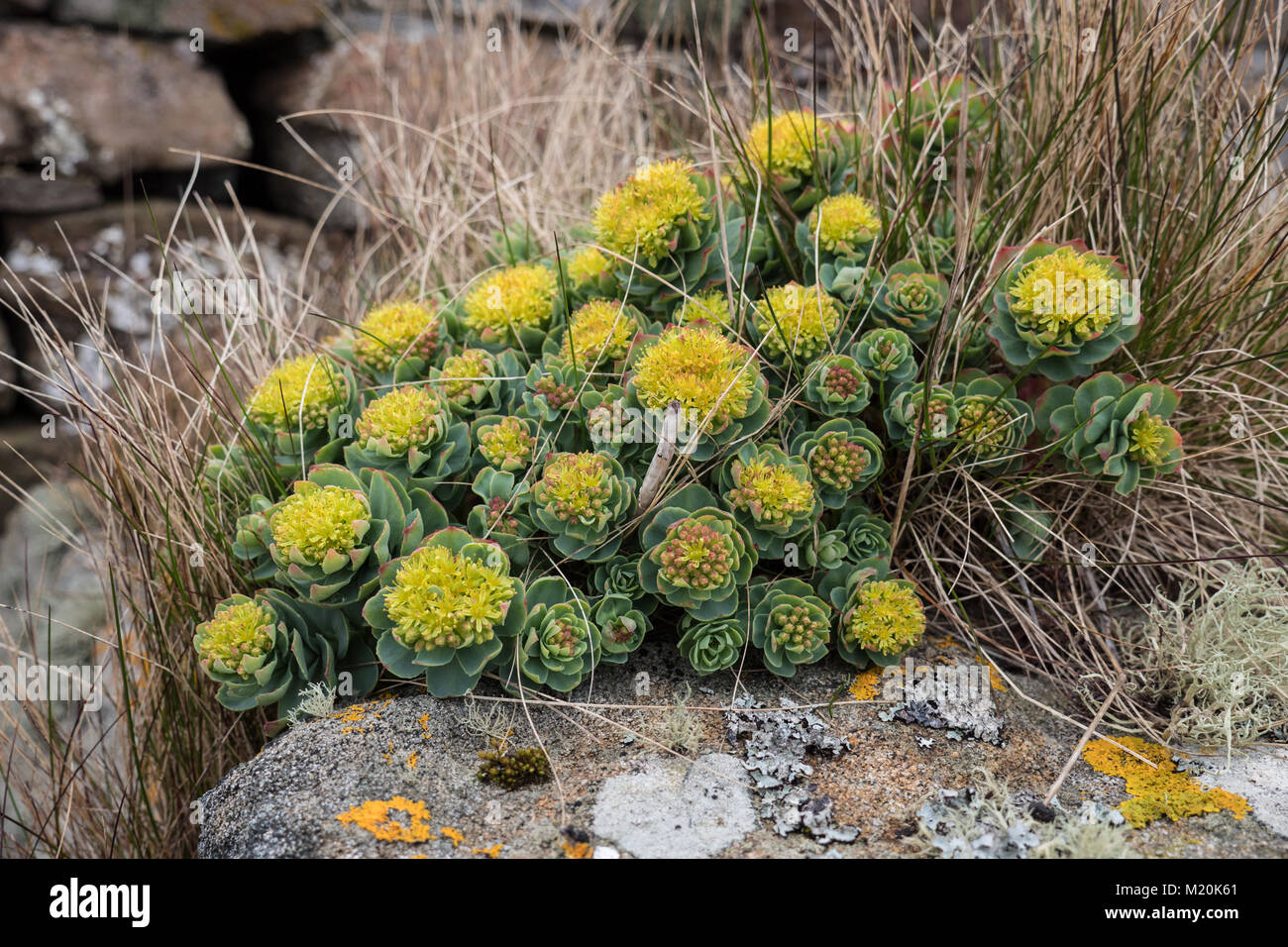 Roseroot plants in flower on a rocky cliff edge in Scotland. UK Stock ...