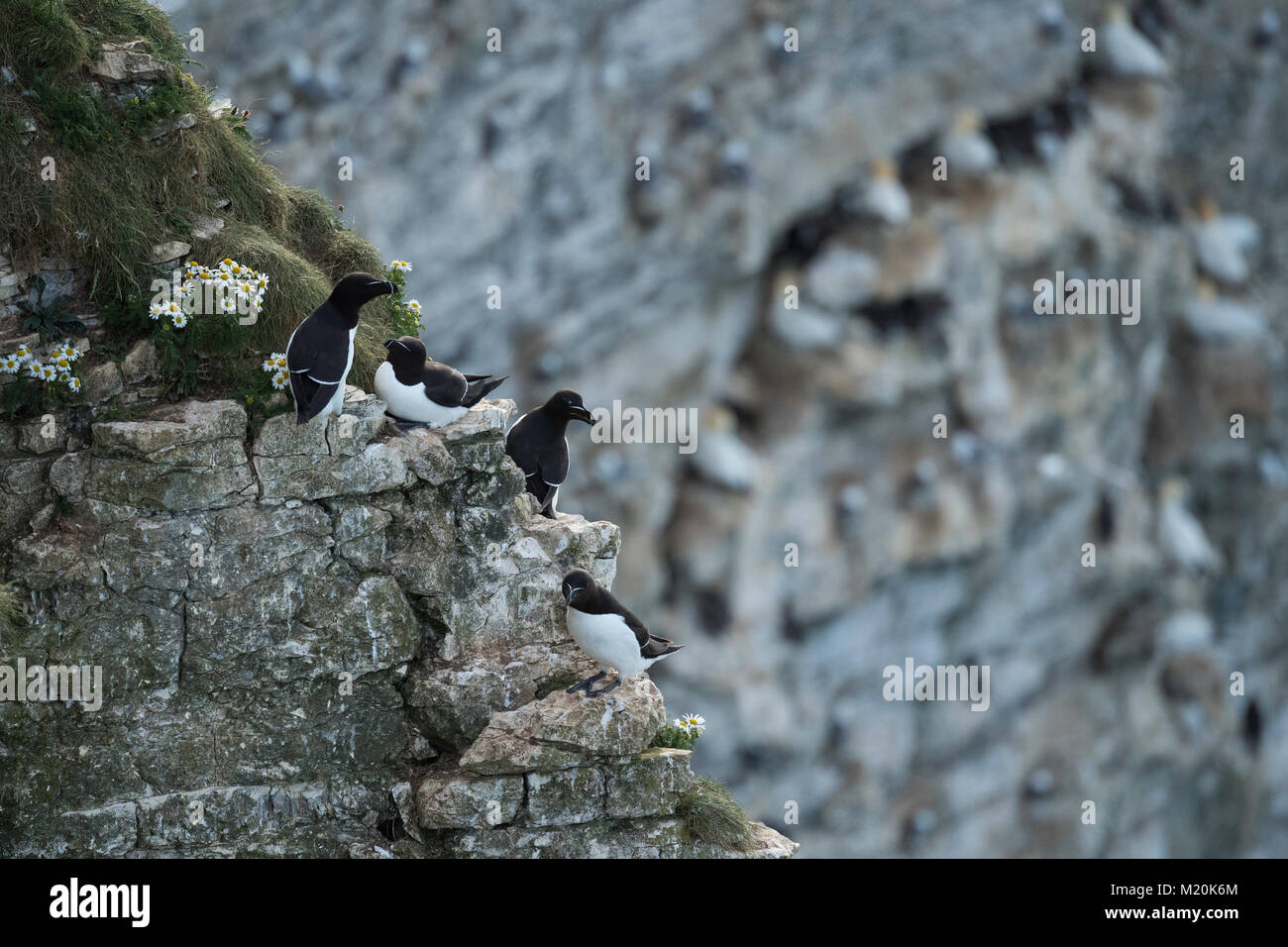 Narrow cliff ledges hi-res stock photography and images - Alamy
