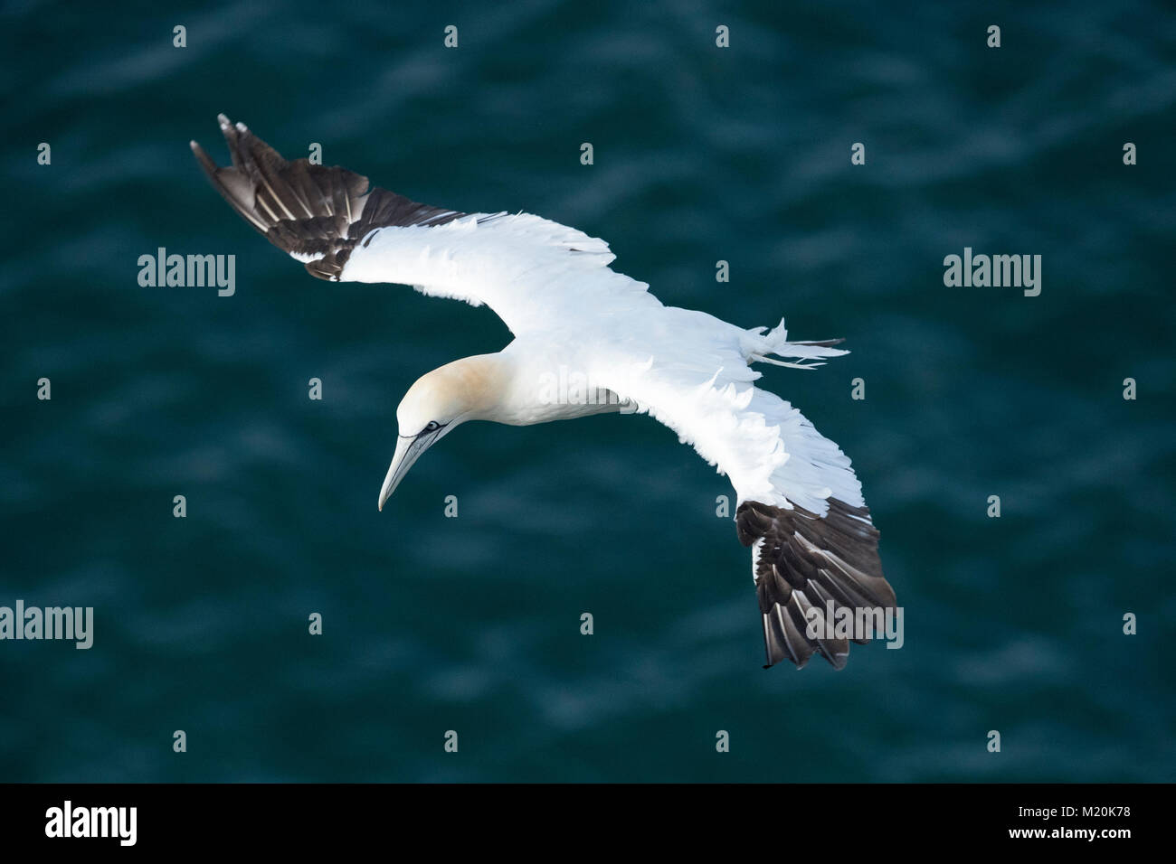 Britains largest seabird hi-res stock photography and images - Alamy Britains largest seabird hi-res stock photography and images - Alamy