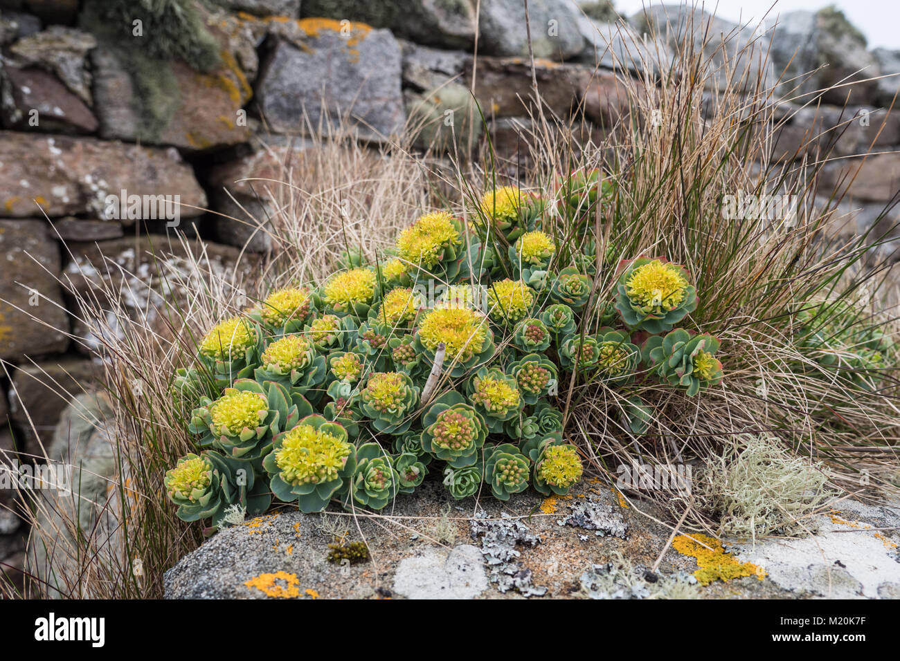 Roseroot plants in flower on a rocky cliff edge in Scotland. UK Stock ...