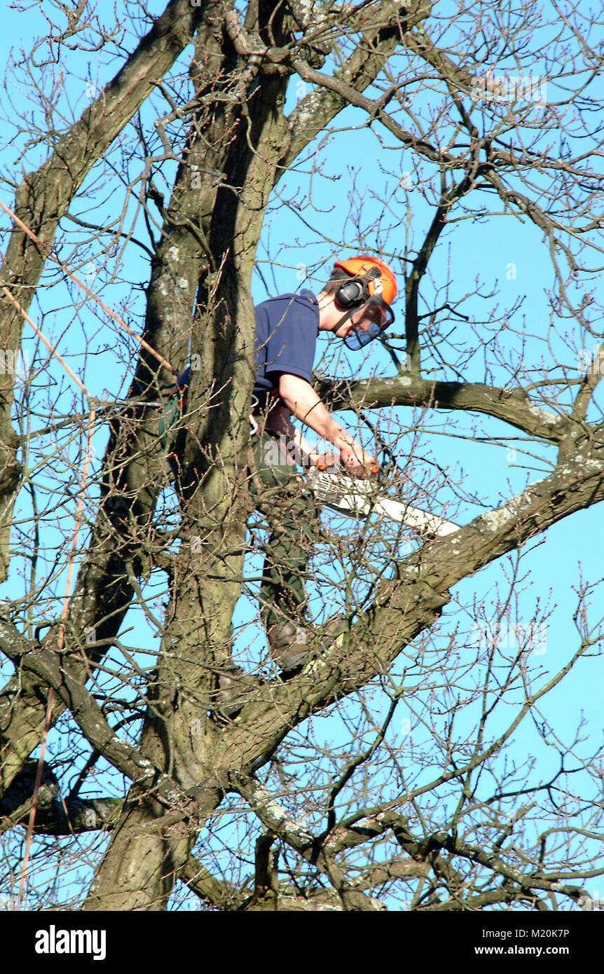Tree Surgeon at working on a oak tree in Hampshire England Stock Photo ...