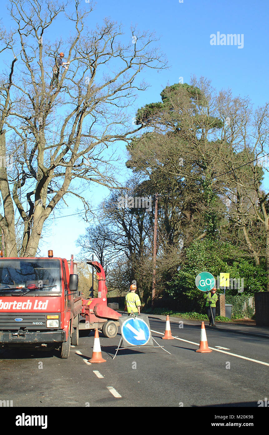 Tree Surgeon at working on a oak tree in Hampshire England Stock Photo ...