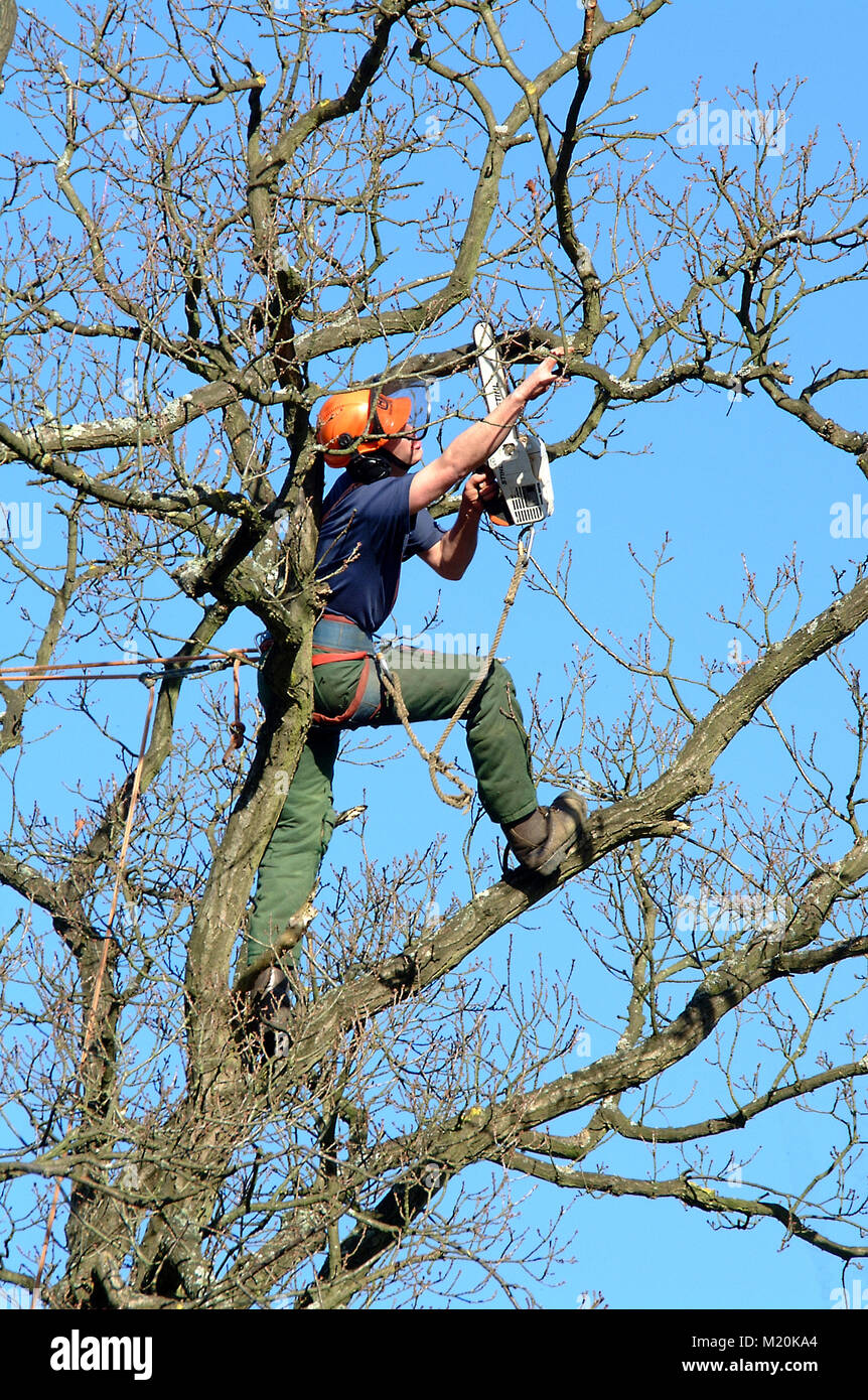Old oak tree branches man climbing hi-res stock photography and images ...