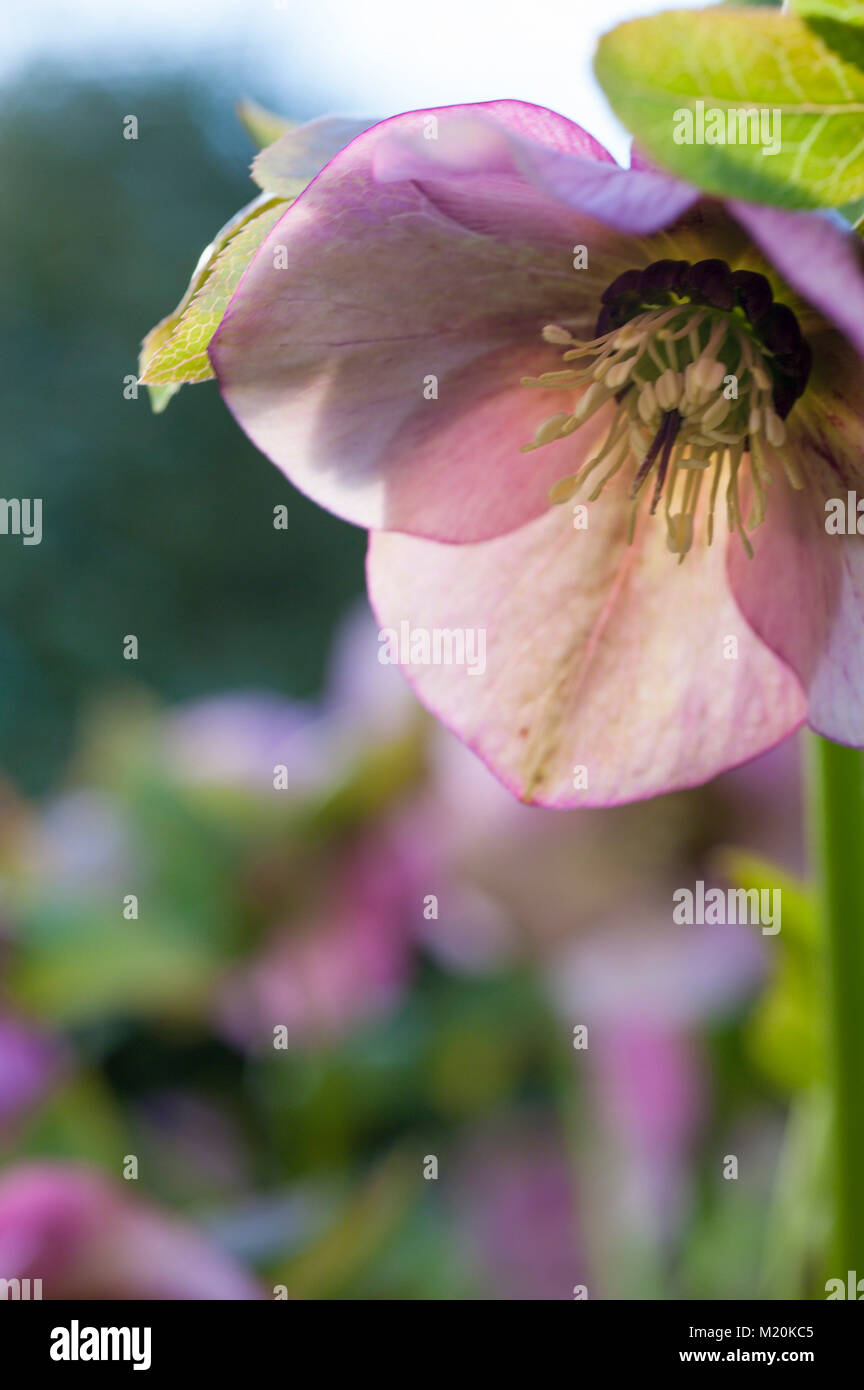Helleborus orientalis pink Lenten Rose Hellebore Winter Spring ...