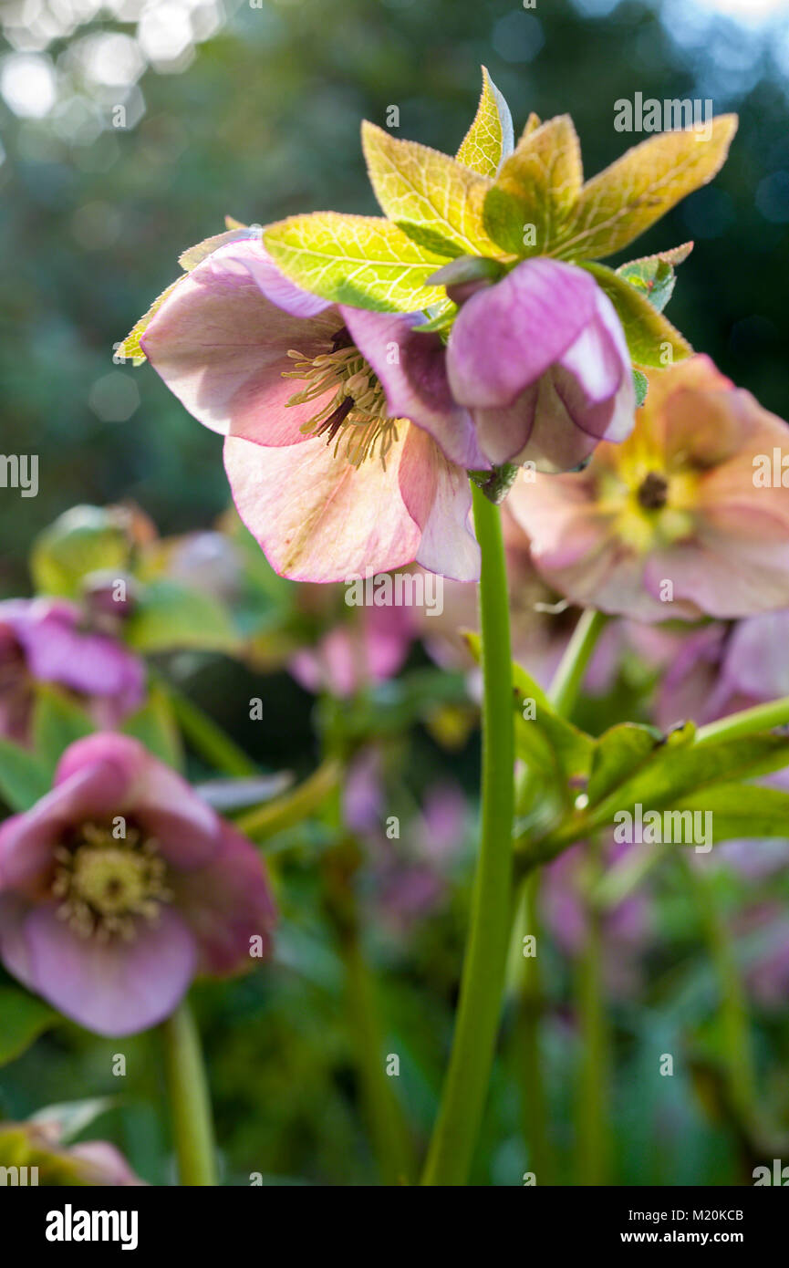 Lenten rose hellebore hi-res stock photography and images - Alamy
