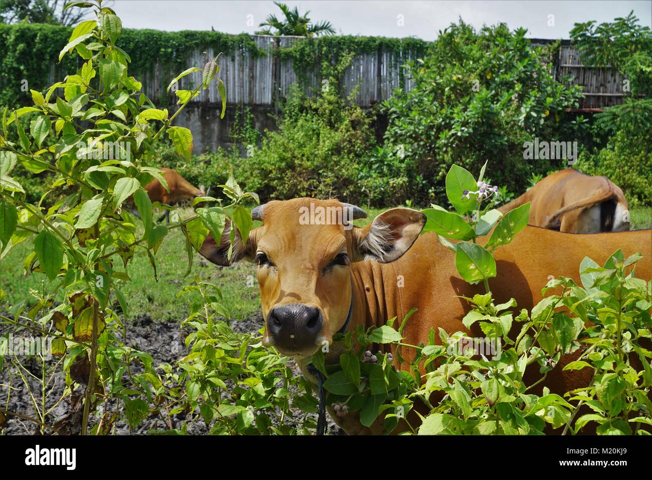 Brown cow in Bali Indonesia behind a plant Stock Photo - Alamy