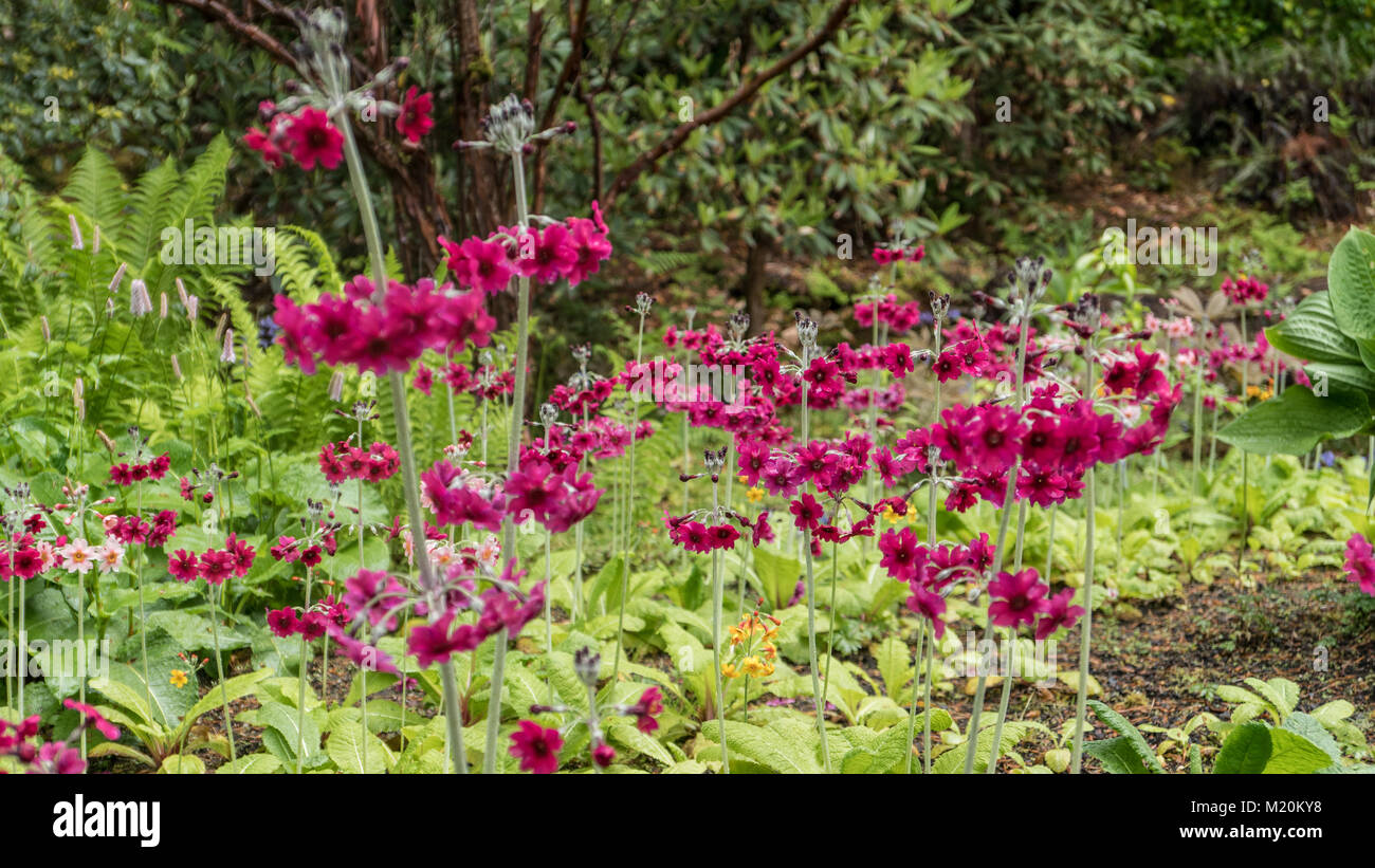 Inverewe Gardens High Resolution Stock Photography and Images - Alamy