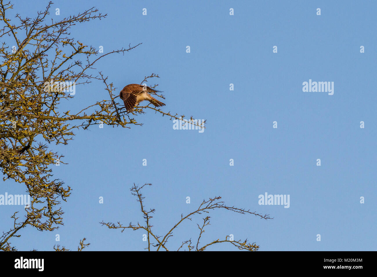 Mantling hi-res stock photography and images - Alamy
