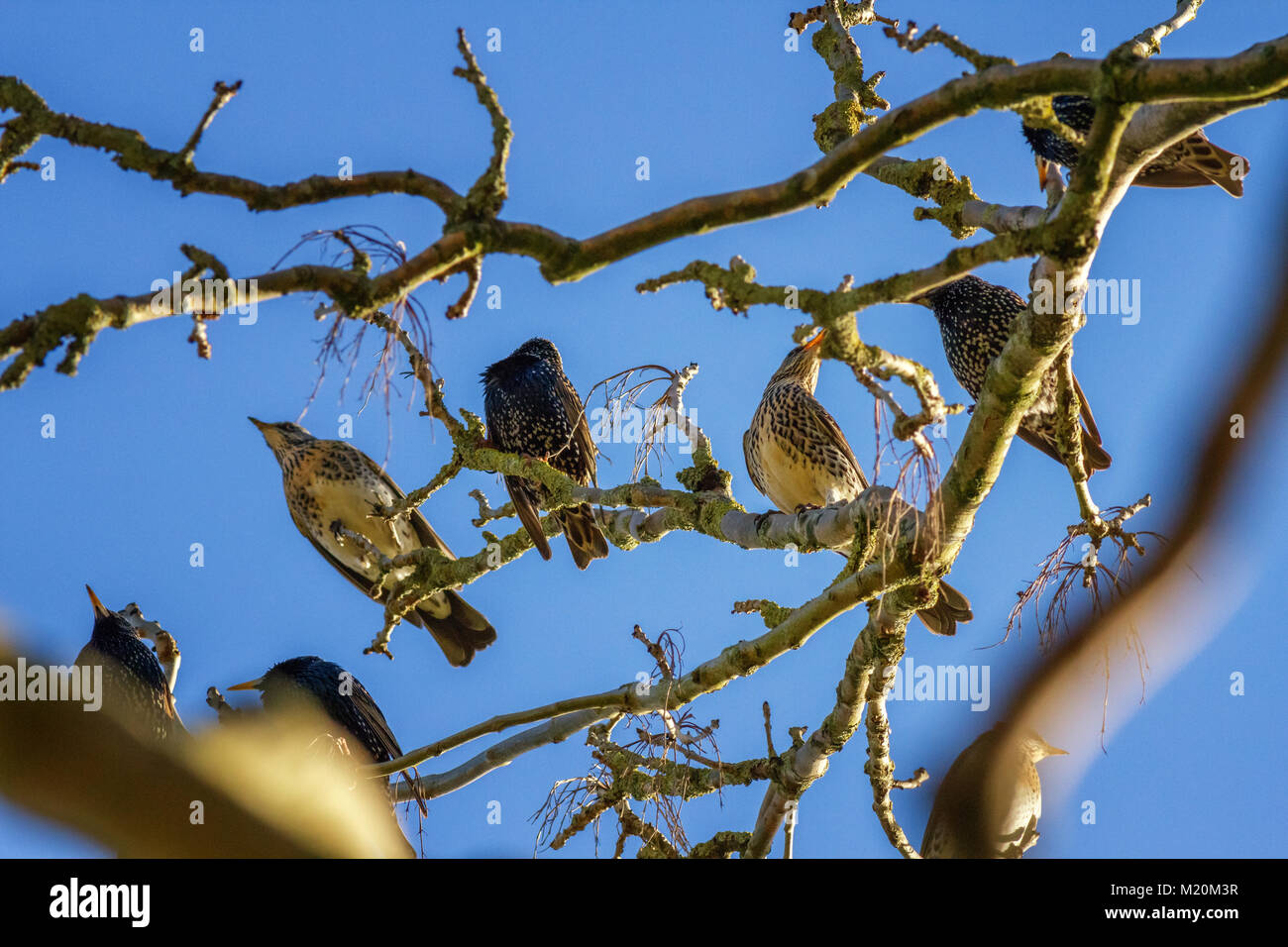 UK wildlife: Mixed flock of common starlings (Sturnus vulgaris) and ...