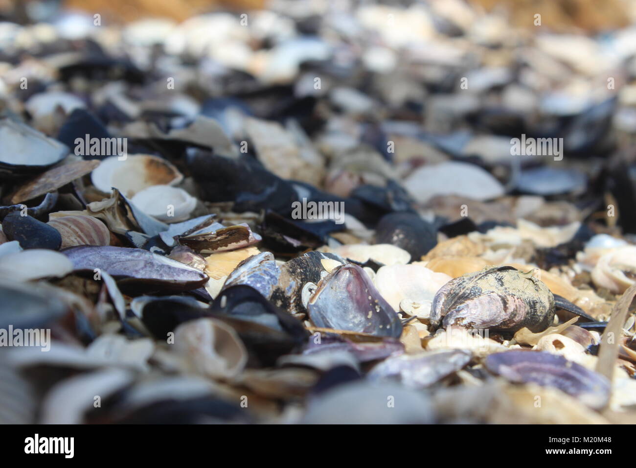 Crushed seashells hi-res stock photography and images - Alamy