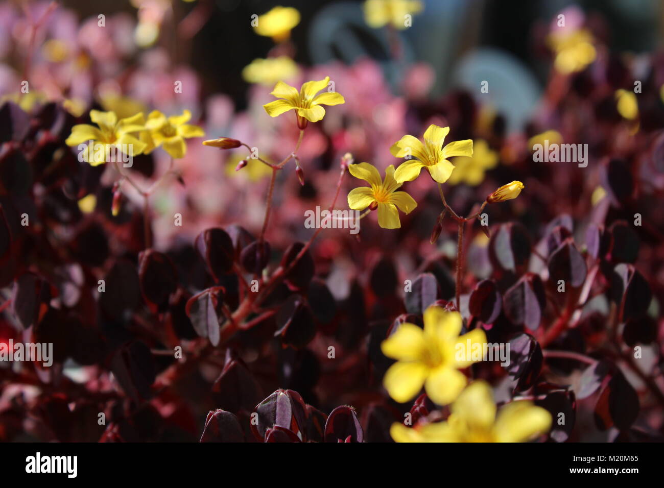 Gaden flower hi-res stock photography and images - Alamy