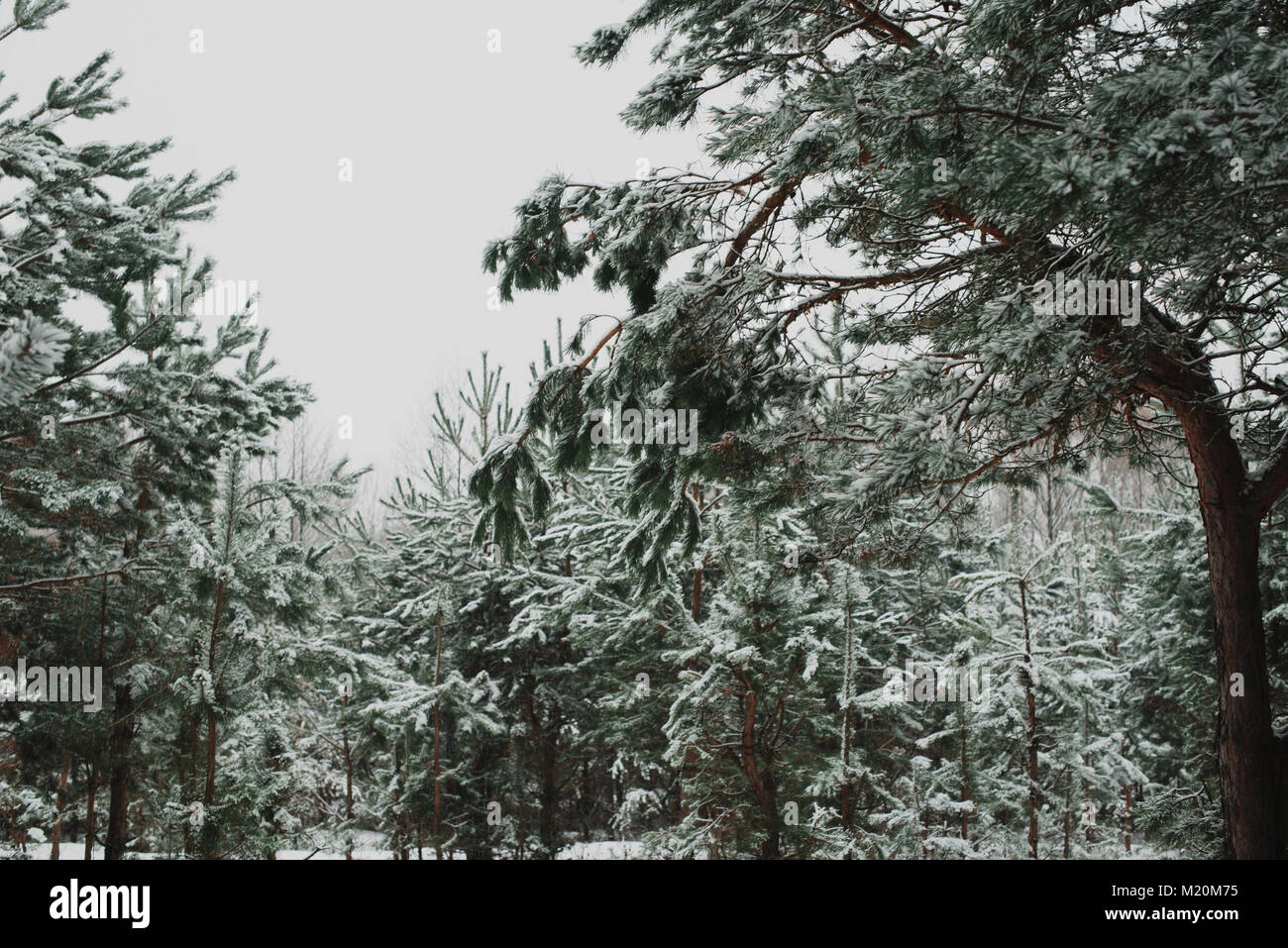 Winter forest with pines trees covered snow in Belarus. Winter ...
