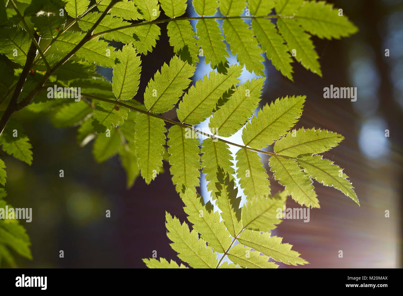 Images of nature from around yellow lake, a small lake in the urban ...