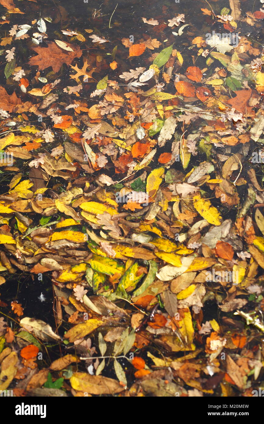 colorful Autumn Leaves swimming in the water Stock Photo - Alamy